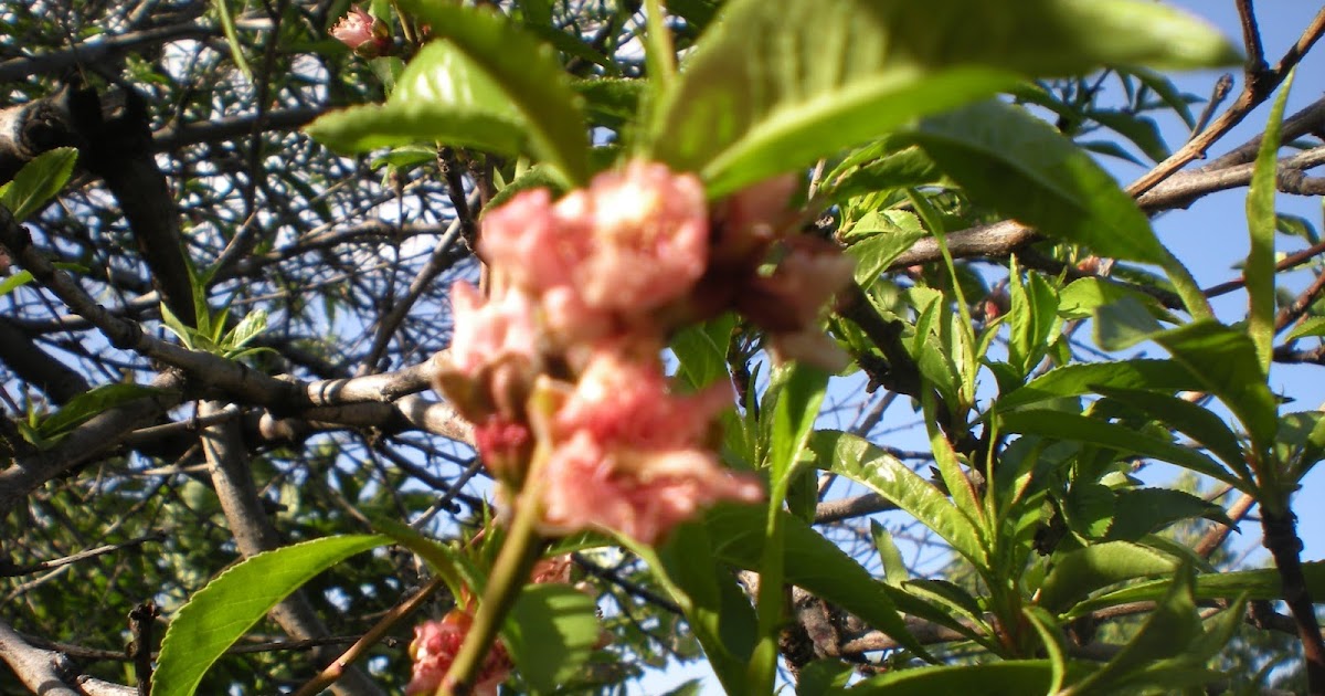Southern California Gardening: Peach Tree