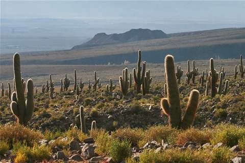 Crónicas de la Tierra sin Mal : La leyenda del Cardón