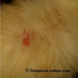 Blog de los Animales: ¿Por qué mi gato se rasca si no tiene pulgas?