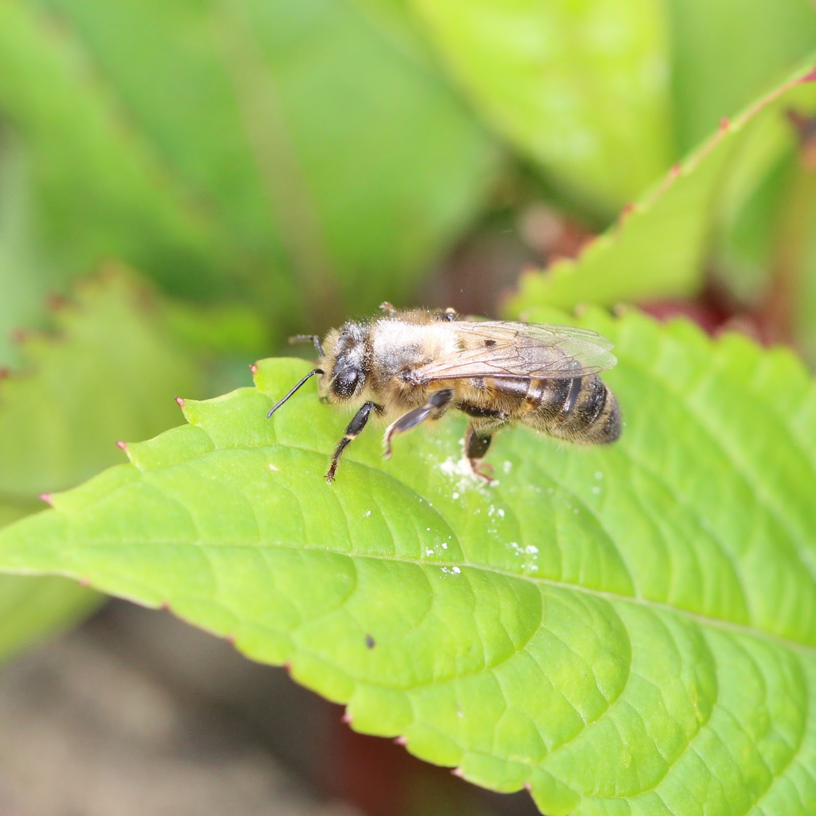 TrogTrogBlog: Ghost bees