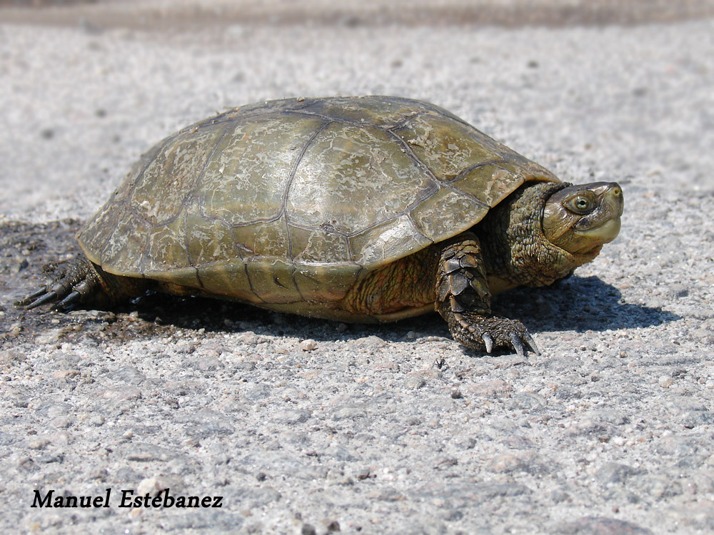 Miradas Cantábricas: Galápago leproso (Mauremys leprosa)