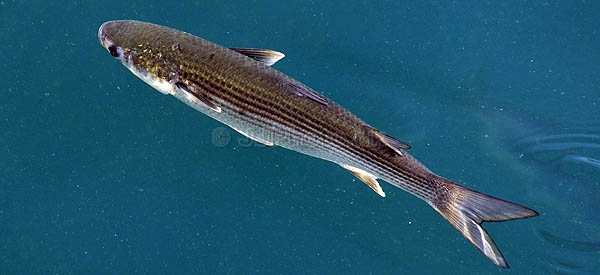 Peces y plantas ornamentales: Mugil Cephalus - Mújol