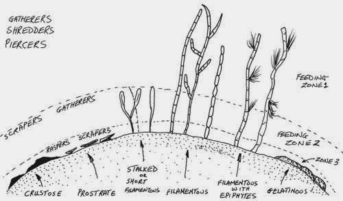 Ripples Aquatic Research: Periphyton Part 2 - Aufwuchs