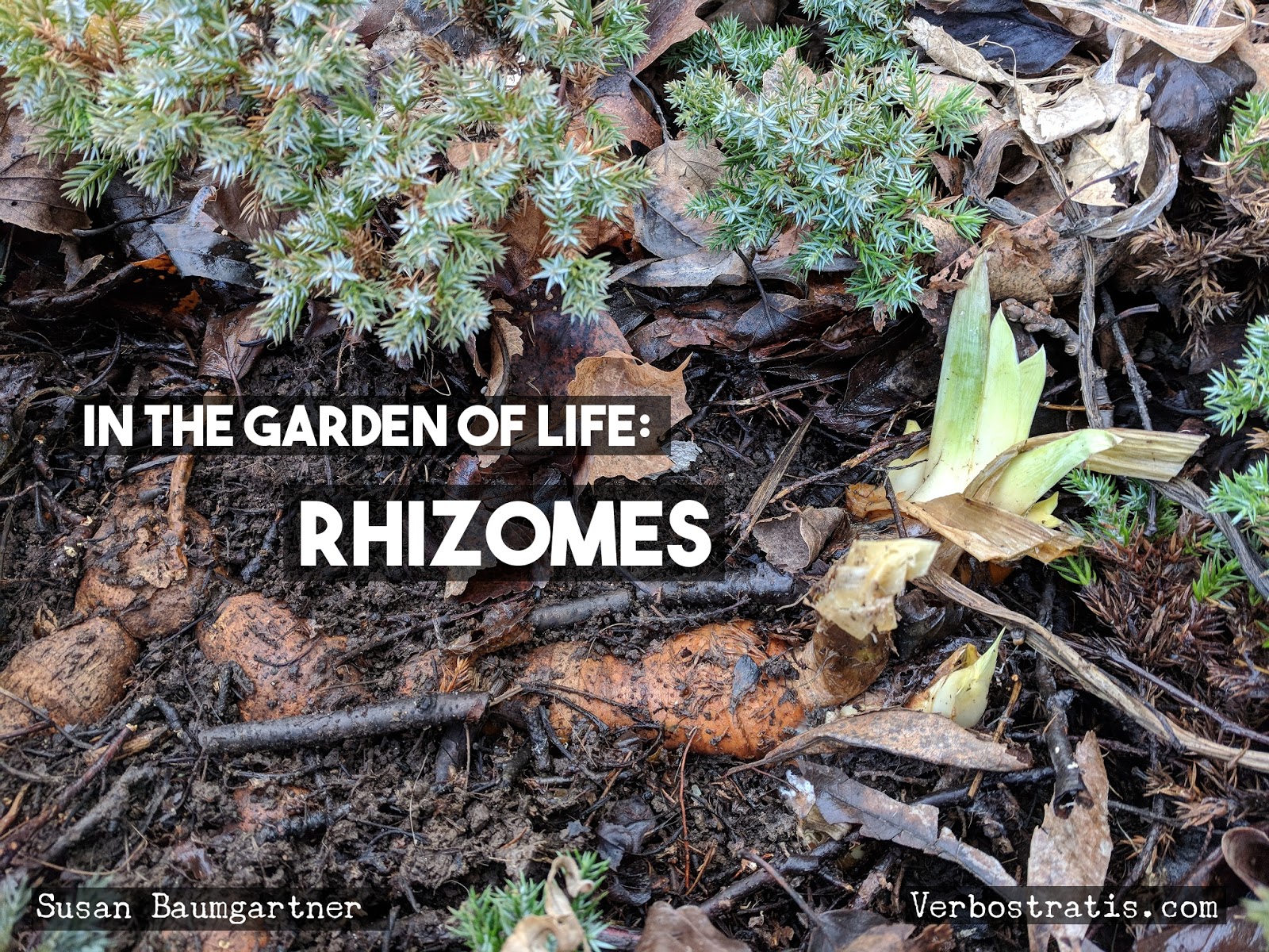 VerboStratis: In the Garden of Life: Rhizomes