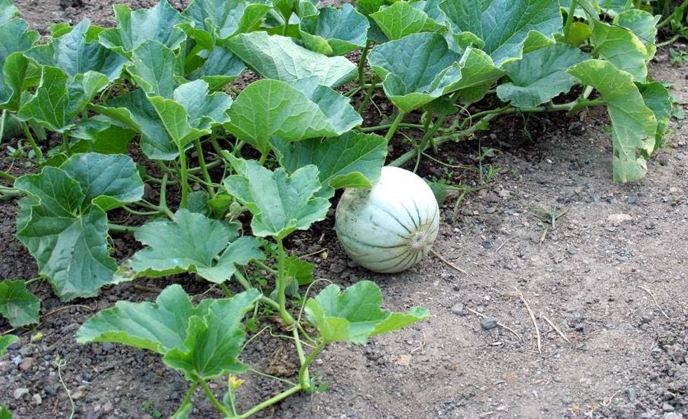 MOSQUITOS: Guía rápida para plantar melones