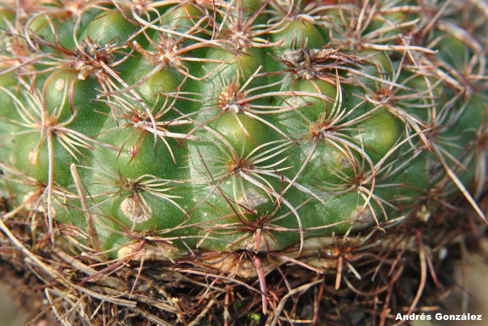 FOTOS DE FLORA NATIVA Y ADVENTICIAS DE URUGUAY : Parodia concinna ...