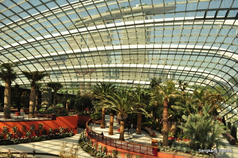 SengkangBabies: Flower Dome splendor