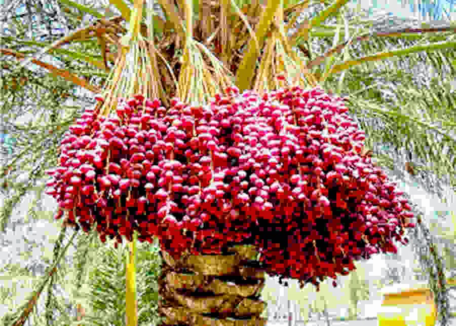 Manfaat dan Khasiat buah Kurma ~ Manfaat dan Fungsi