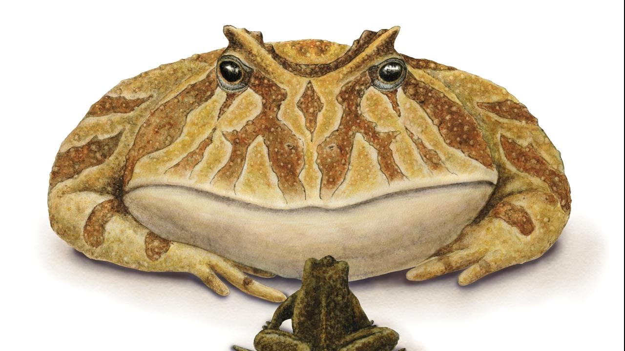 This Gigantic, Extinct Devil Frog Was Capable of Eating Dinosaurs ...