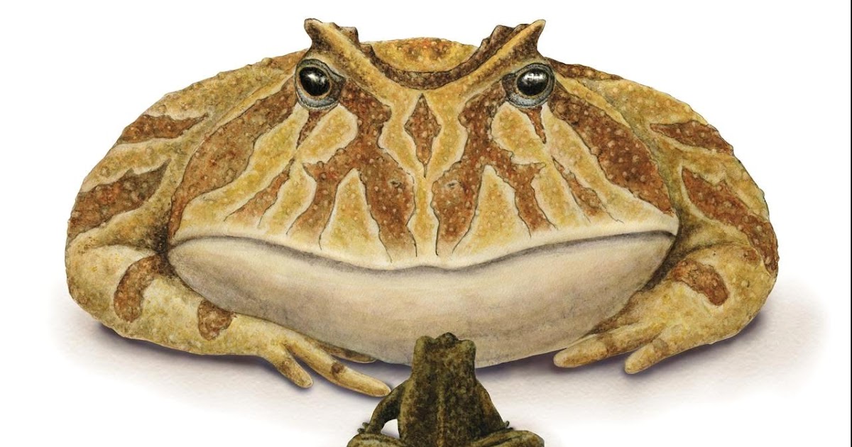 This Gigantic, Extinct Devil Frog Was Capable of Eating Dinosaurs ...