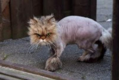 Hullabaloo: Creative ways to skin a cat by @BloggersRUs