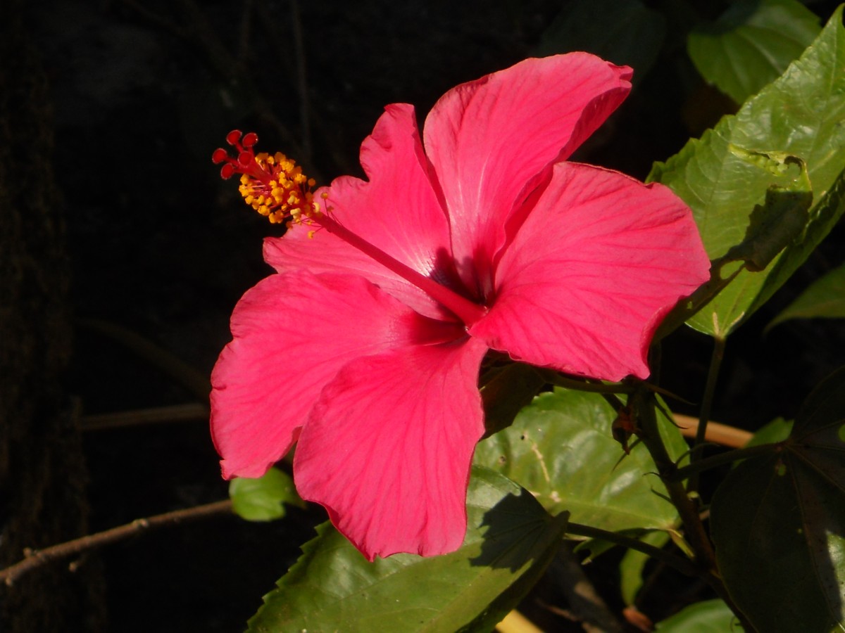 Nidheesh's: chembarathi........