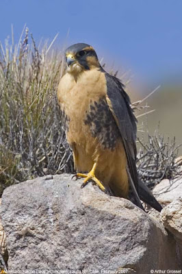 ANPP Animales y Plantas de Perú: Halcón Perdiguero - Falco femoralis