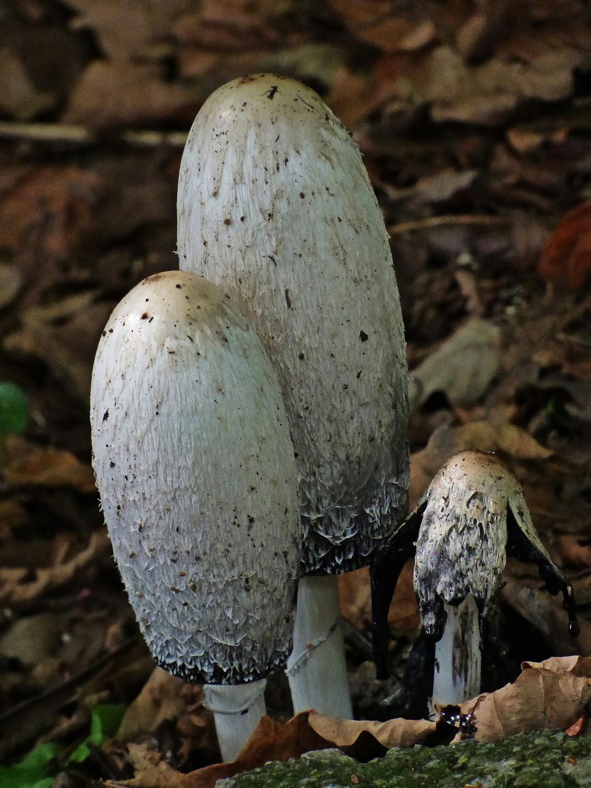 Setas y Hongos de Tineo : COPRINUS COMATUS (O. F. Müll.) Pers.