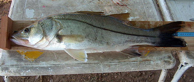 Artes de Pesca: VAMOS A PESCAR RÓBALO