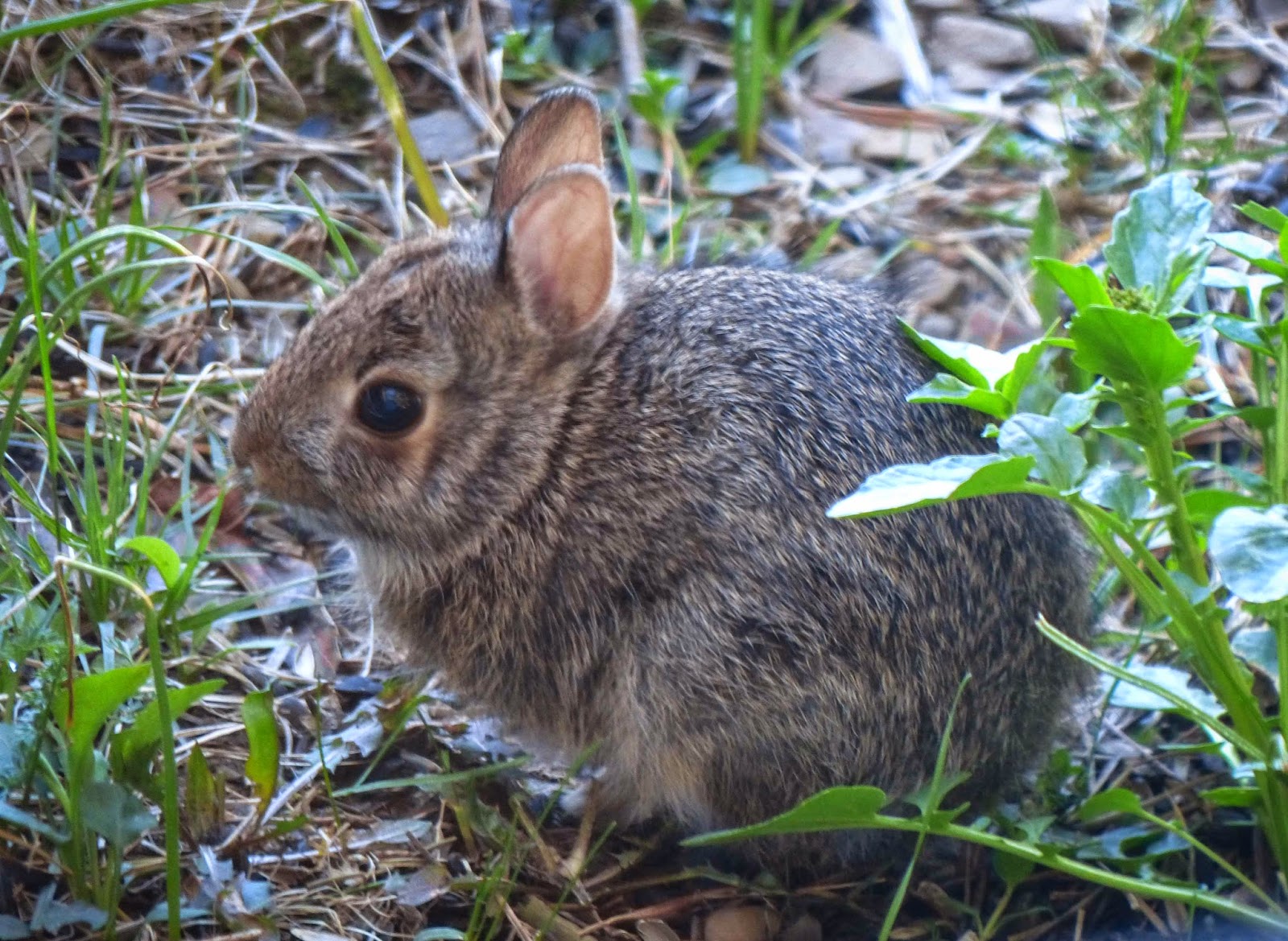 Gale's Photo and Birding Blog: Baby Cottontail Rabbit
