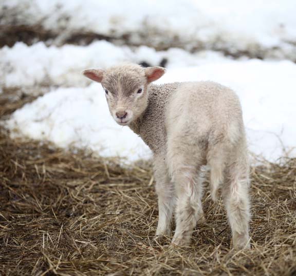 Getting Stitched on the Farm: Craving Color and Guess What? Lambs