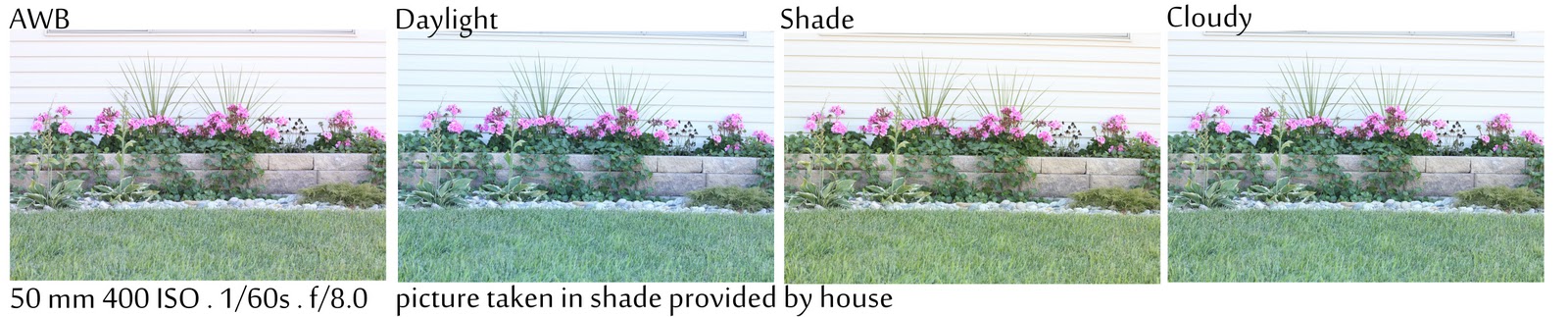 Random Day to Day Thoughts, Projects, and Ideas: Photography - White ...