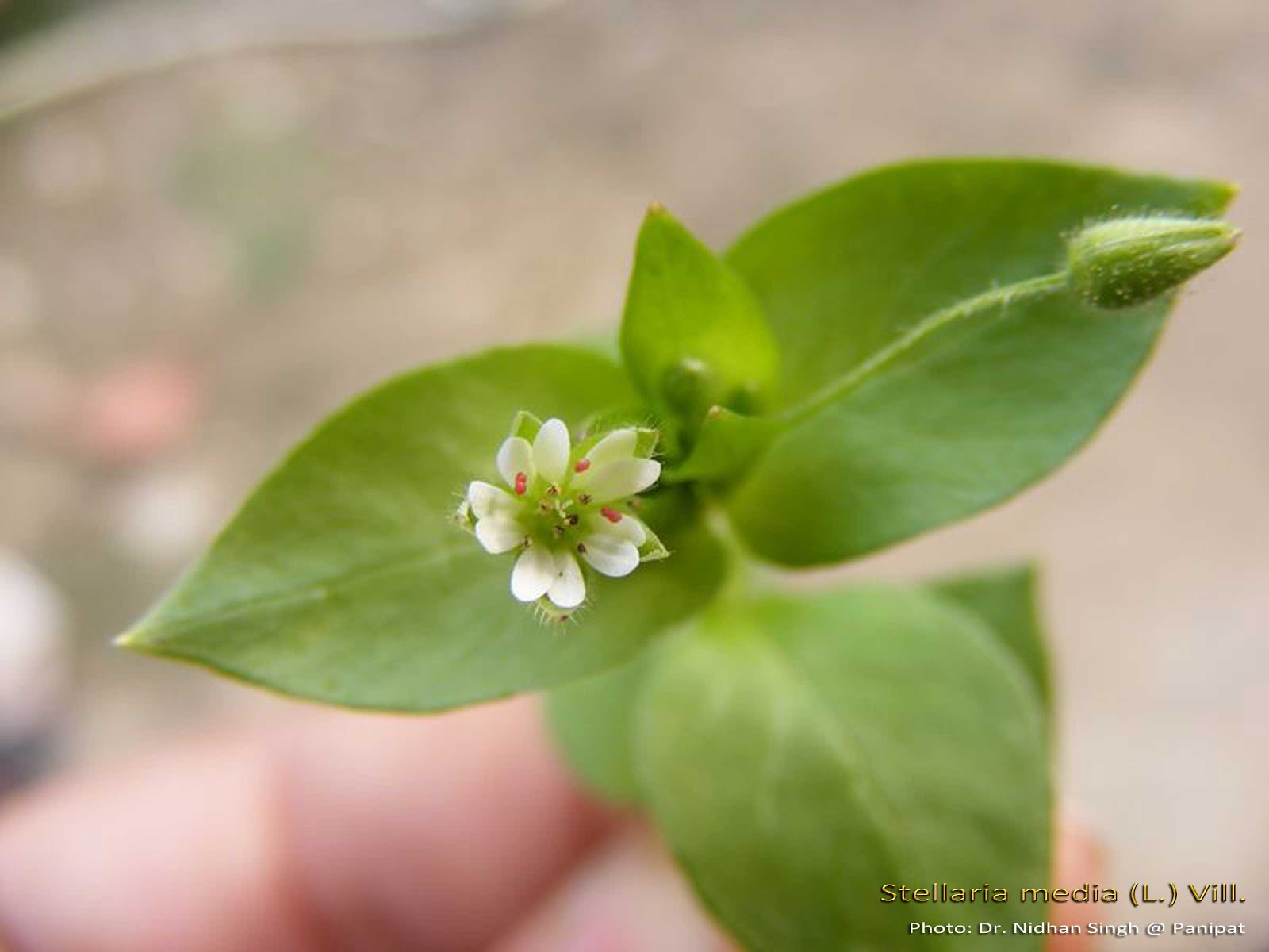 Medicinal Plants: Stellaria media buch-bucha sternmiere Moroliya yerum ...