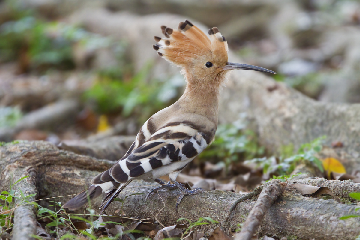 As The Crow Flies - a Hong Kong Birding Blog: Eurasian Hoopoe - a bird ...