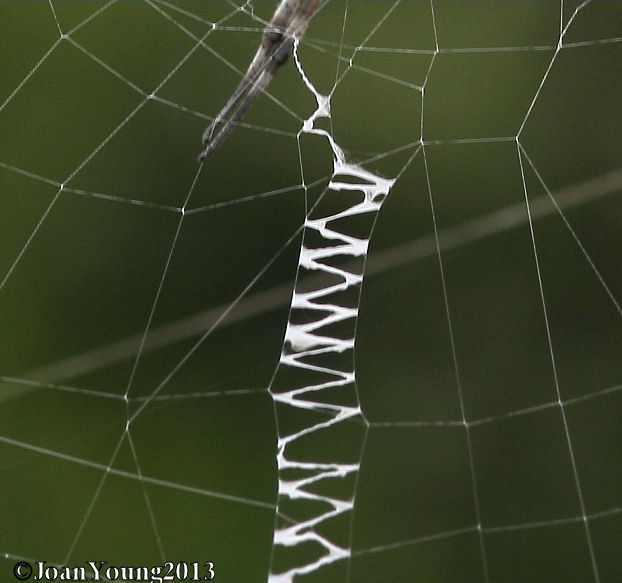 South African Photographs: Common Garden Orb Web Spider (Argiope australis)