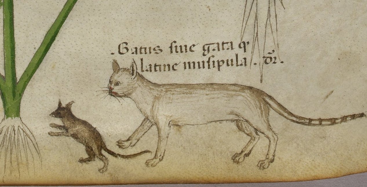 The Cuddlywumps Cat Chronicles: Cats and Mice: The Eternal War