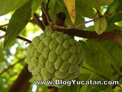 SARAMUYO (Annona Squamosa) - BLOG YUCATÁN