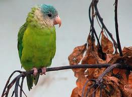 The Grey-cheeked Parakeet & Other Brotogeris: Grey-cheeked Parakeet ...