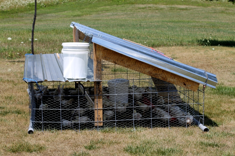 The Broilers Move Out on Pasture | Gypsy Farmgirl