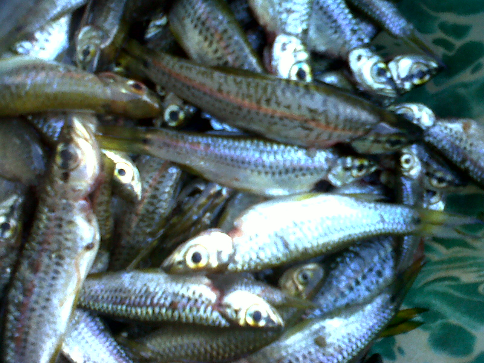 Lejuk kan Belitong: IKAN SELUANG