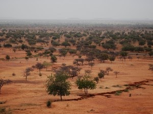 Africa's Tropical Dry Forests