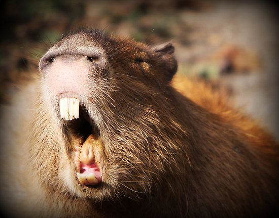 The Daily What the Heck