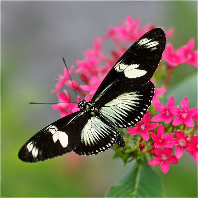Pretty Butterfly ~ Stunning nature