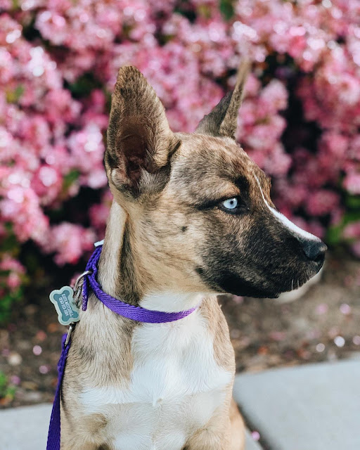 7 facts about the pitbull husky mix