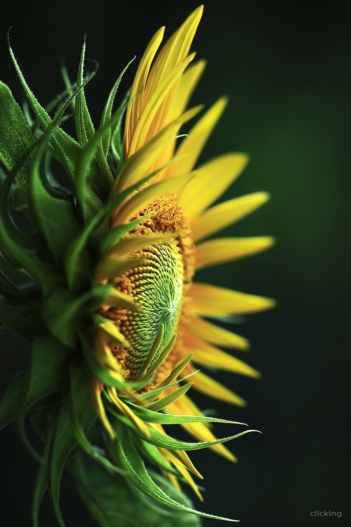 Inside the Pomegranate: heliophilia: an attraction to sunlight
