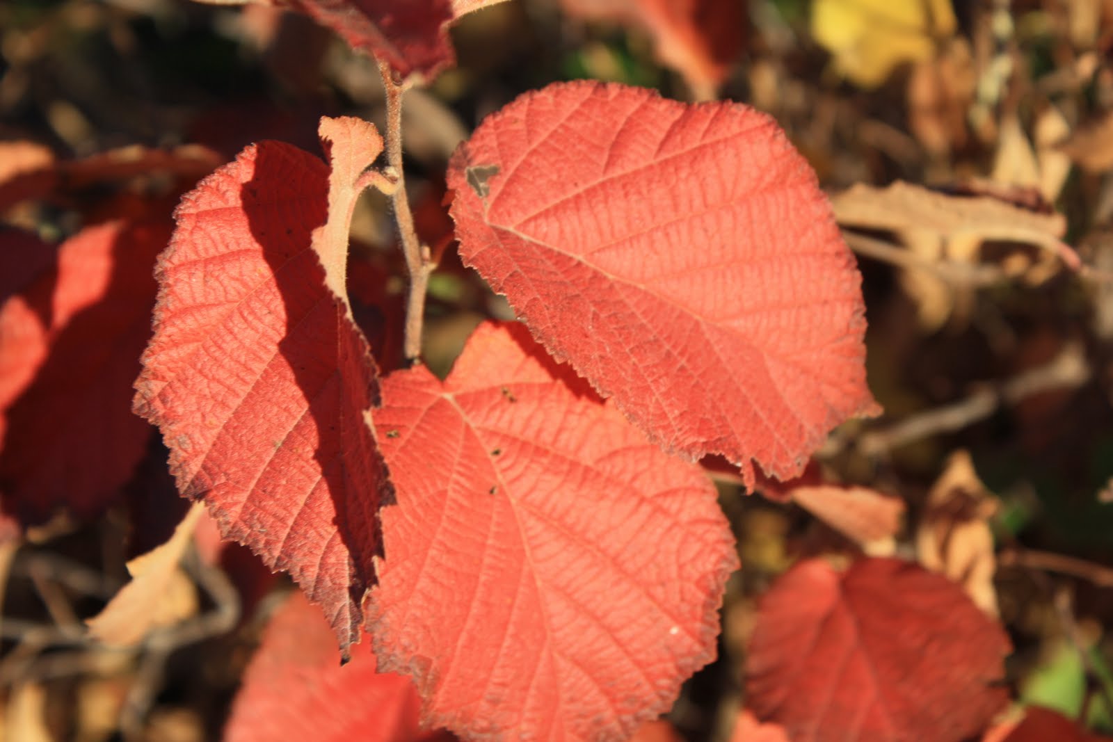 MIDWEST GROUNDCOVERS Display Gardens & Plant Trials: Fall Colors in ...