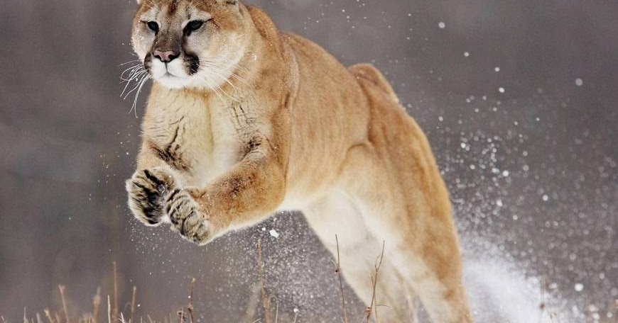 Bushcraft e medicina: Il puma, impronte del