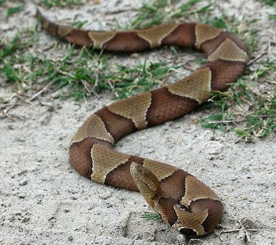 Survival & Outdoor Tips: Common Texas Snakes