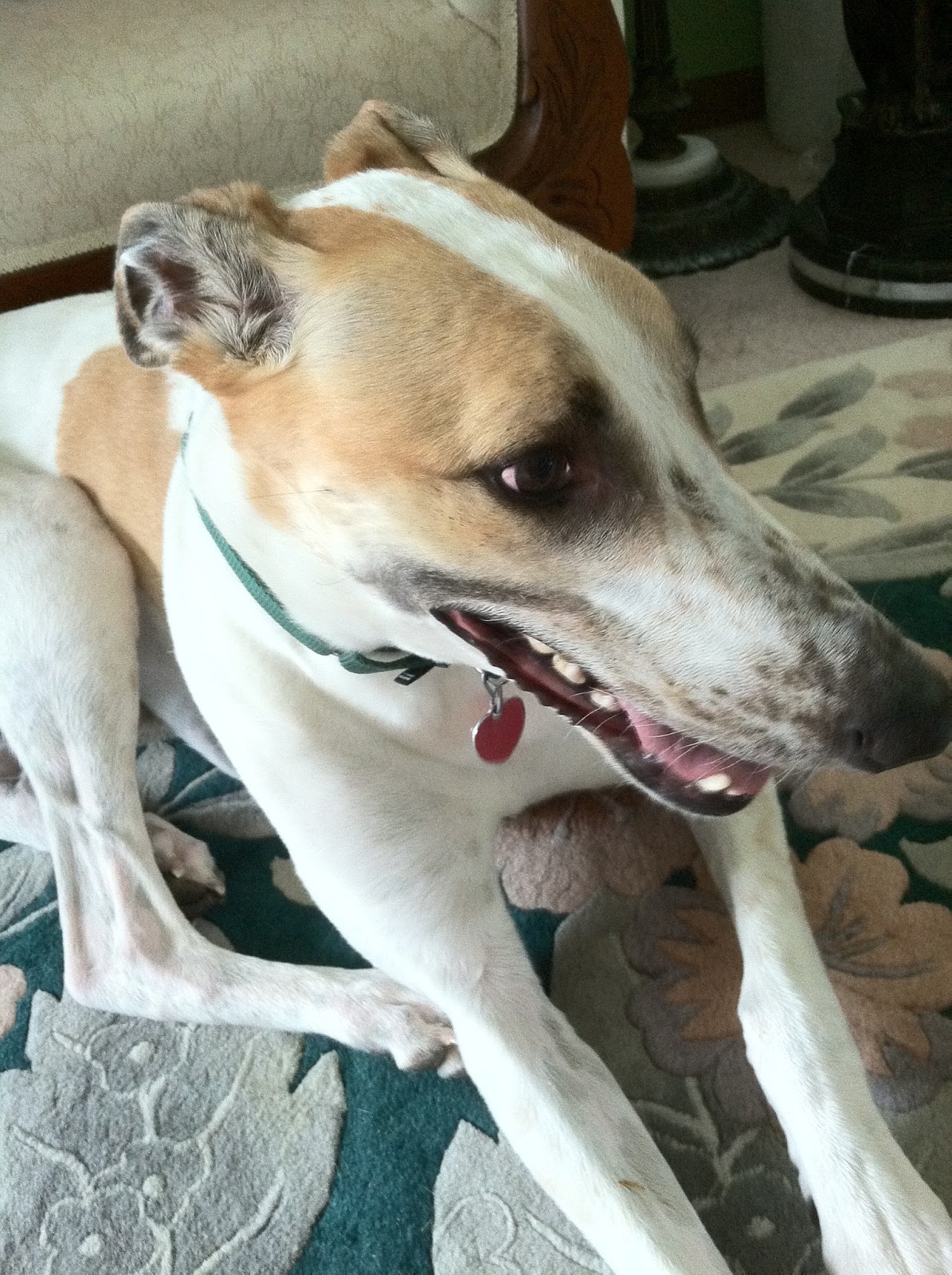 Northern Lights Greyhound Adoption Dog Blog: NLGA Photo Roundup ...