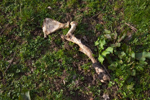 Nick Owen's Nature Blog: Two vast and trunkless legs of stone stand in ...