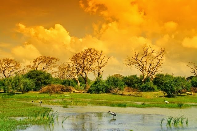 Bundala National Park - Enchanter Of Island