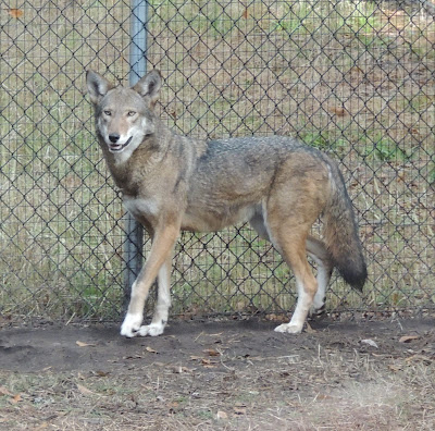 1000 Hikes in 1000 Days: Day 747: Sewee Visitor Center - Nebo Trail ...