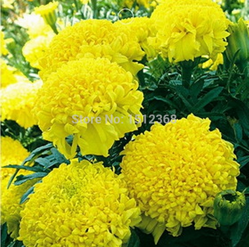 Bunga Aster, Arti & Faktanya | Balikpapan Florist