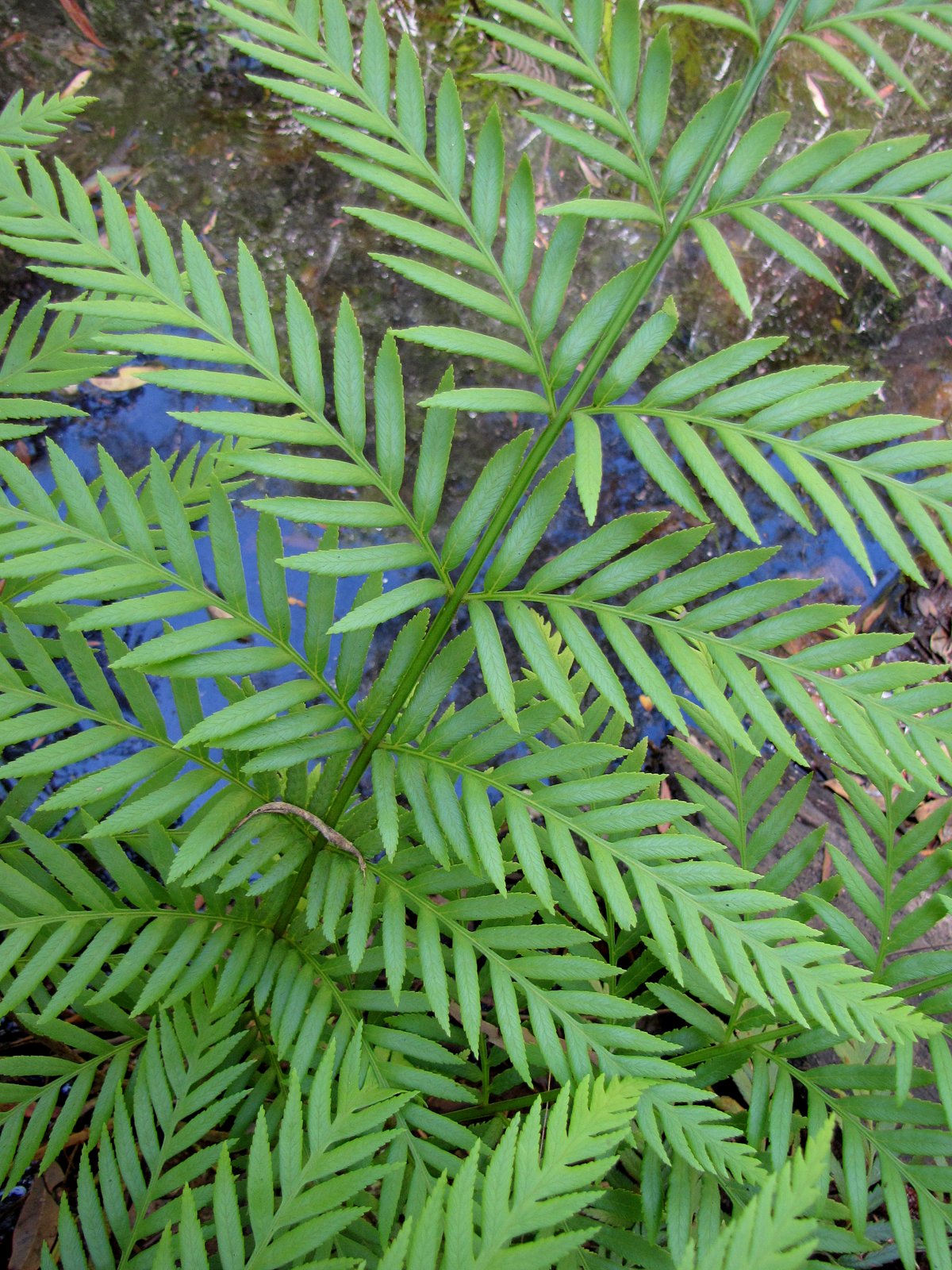 Sydney's Wildflowers and Native Plants: Todea barbara - King Fern.