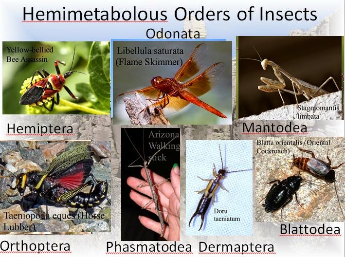 Arizona: Beetles, Bugs, Birds and more: Insects of Cochise County for ...