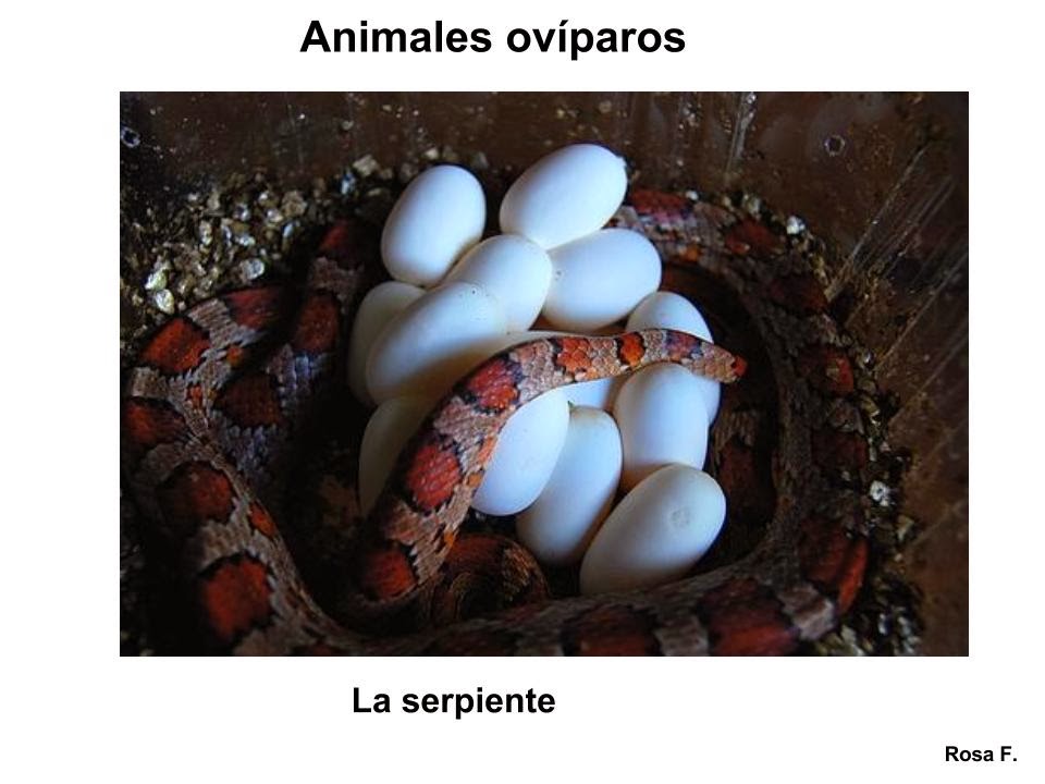 La Chachipedia: Ovíparos