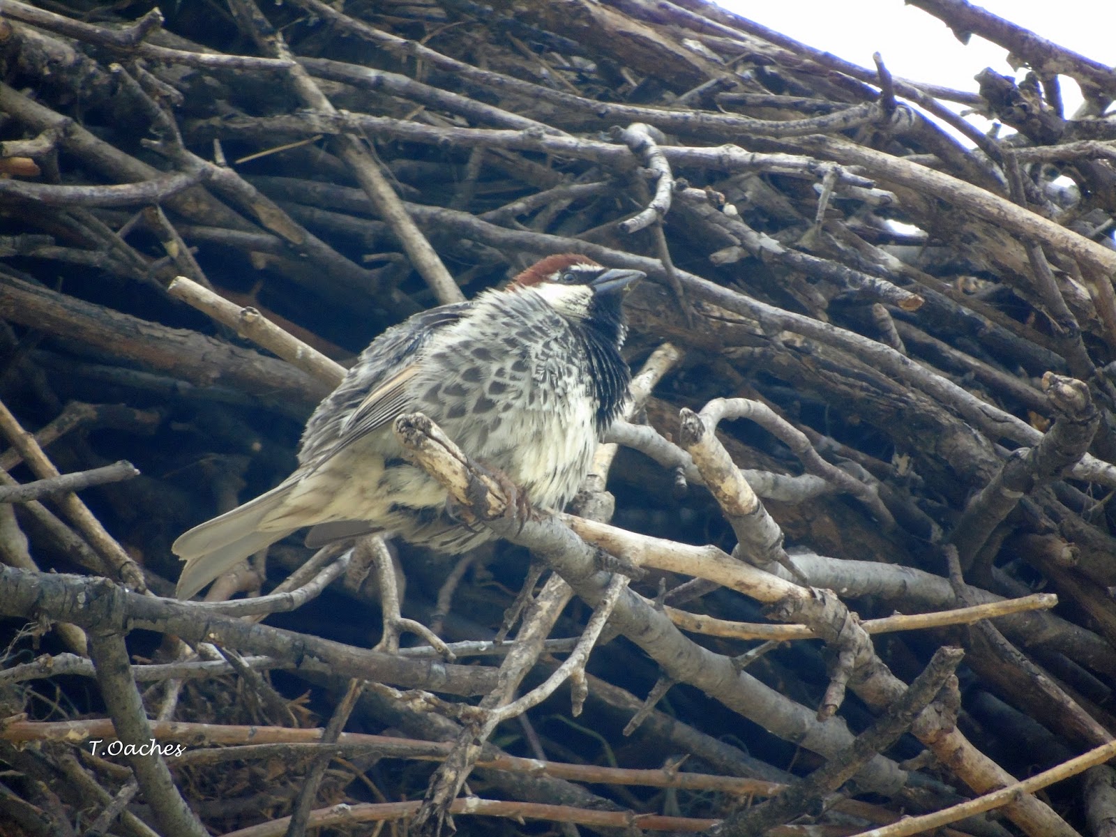 PASARI DIN ROMANIA: VRABIE NEGRICIOASA, Passer hispaniolensis