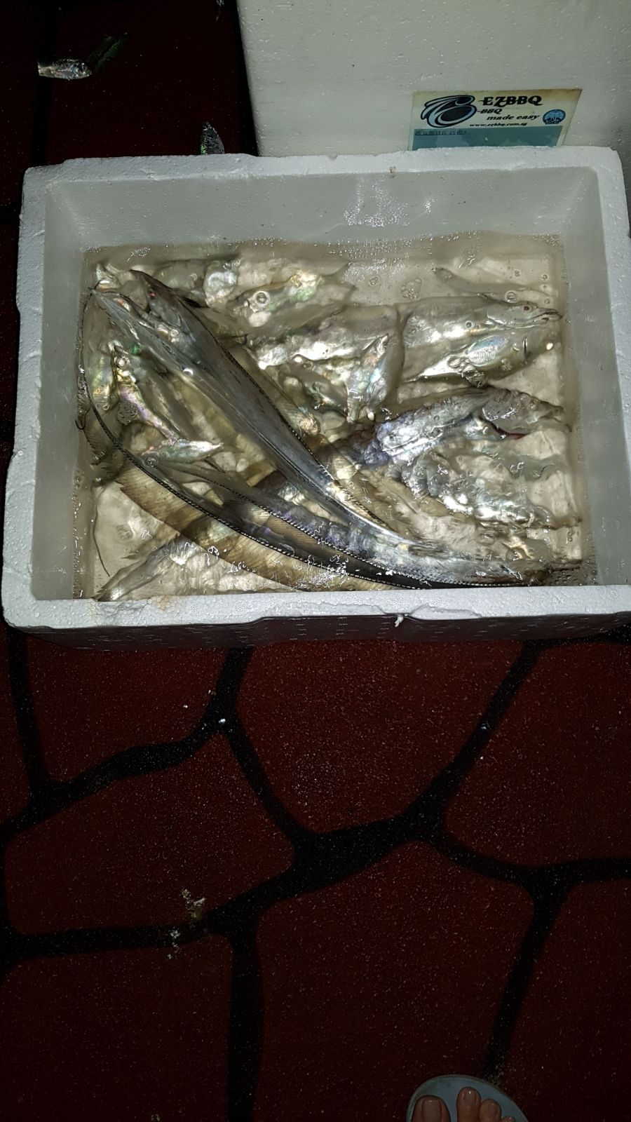 macfighter lure fishing: Belt fish at Bedok Jetty