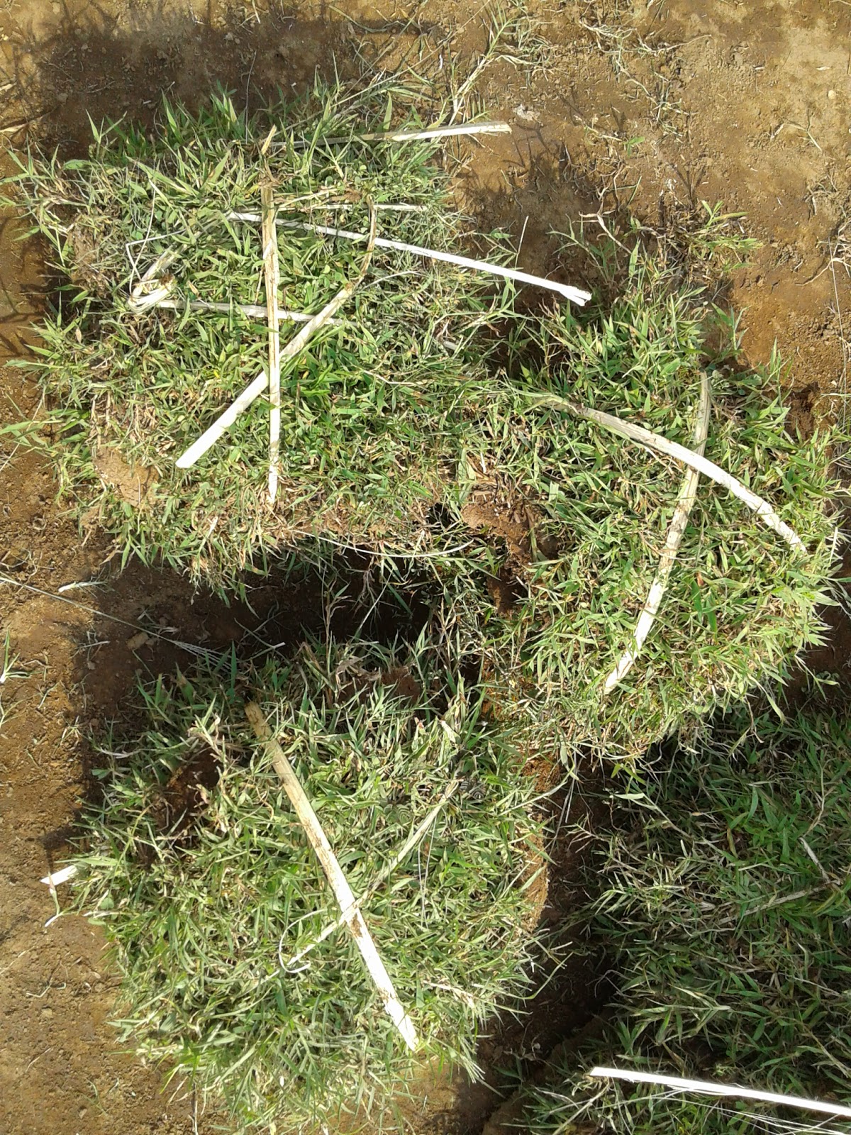 Rumput Lamuran, Rumput Embun, Rumput Gajah, Rumput Lapangan ~ Arya ...