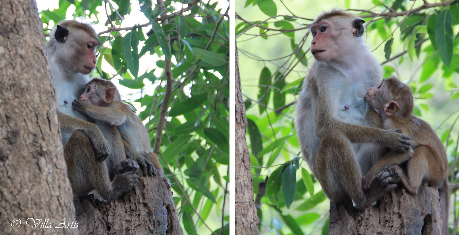 Sri Lanka: Makaki /macaque/